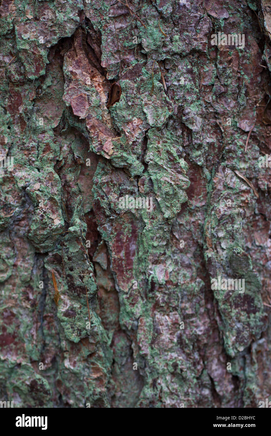 Bark close up Stock Photo - Alamy