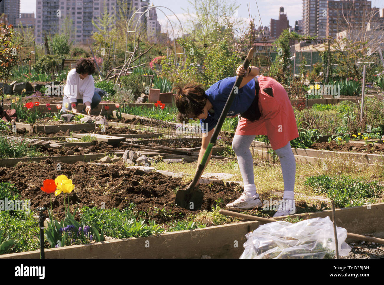 New York City, Roosevelt Island. Neighbors Working In Community Garden ...