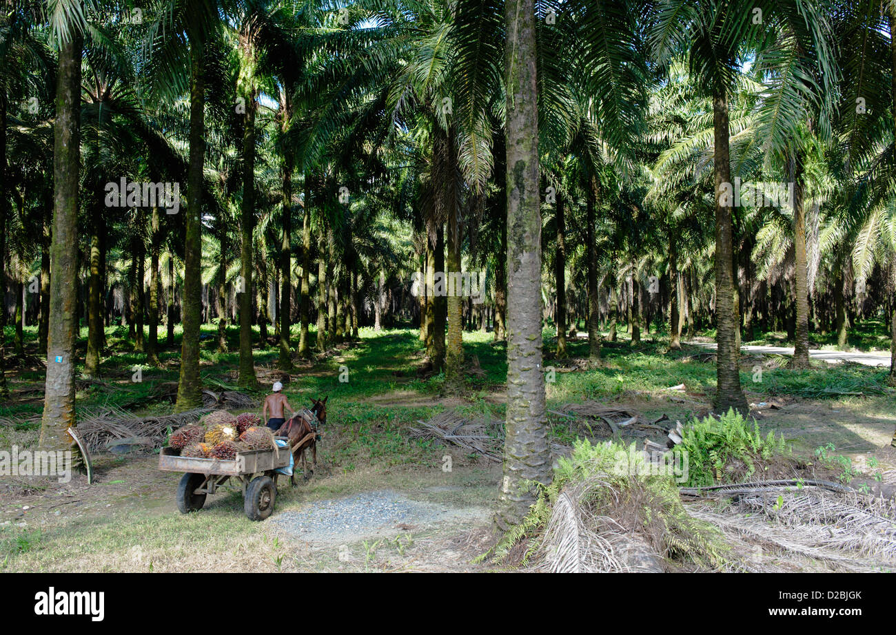 Oil palm harvest hi-res stock photography and images - Alamy