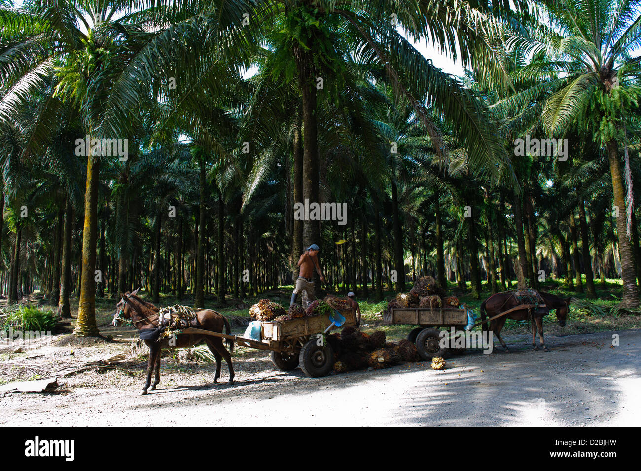 Oil palm fruits harvest hi-res stock photography and images - Alamy