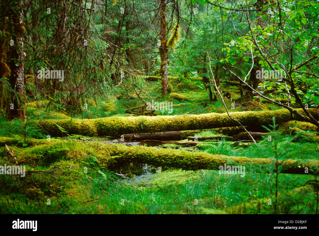 Southeast alaska rain forest herbert glacier trail hi-res stock ...