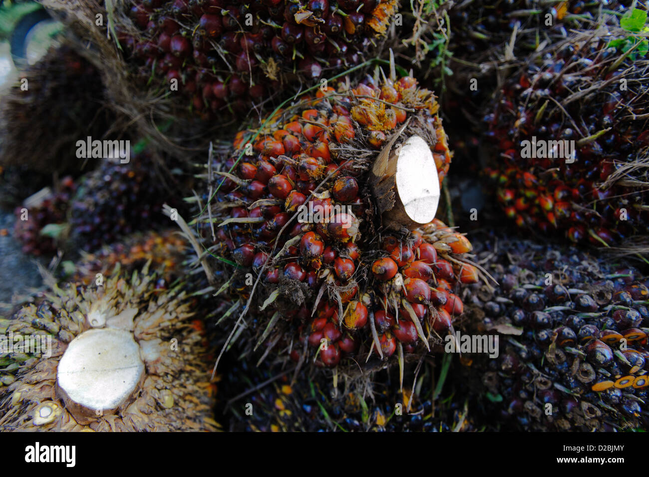 Chunks of oil palm fruits on a plantation. Puntarenas Province, near ...