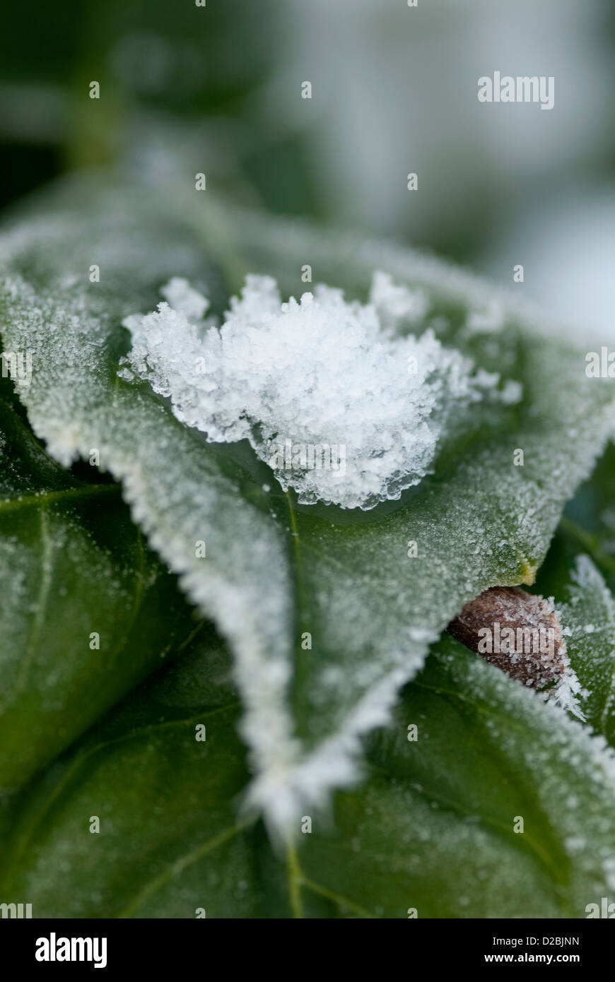 Hoar frost on leaf hi-res stock photography and images - Alamy