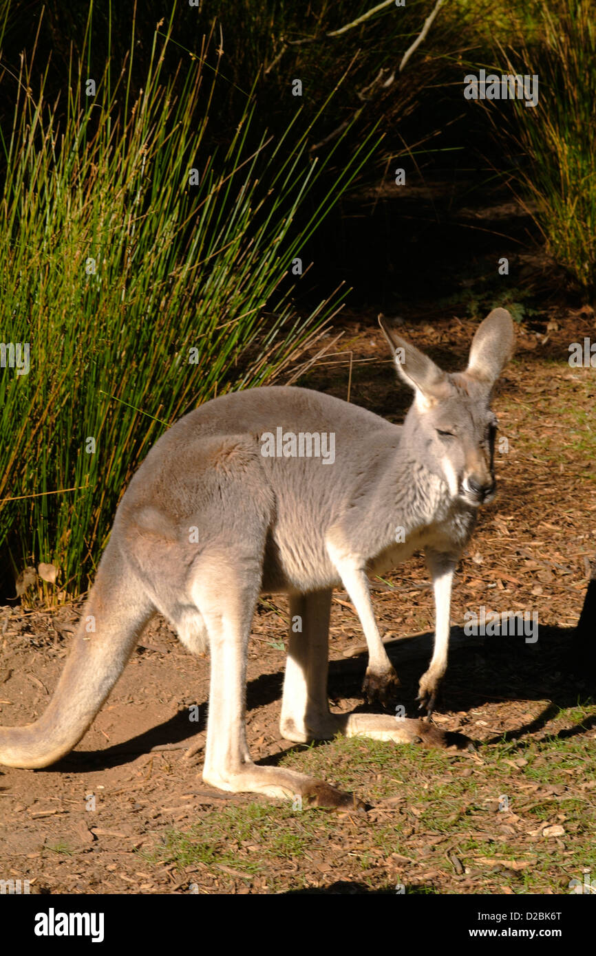 Australia. Red Kangaroo Stock Photo - Alamy