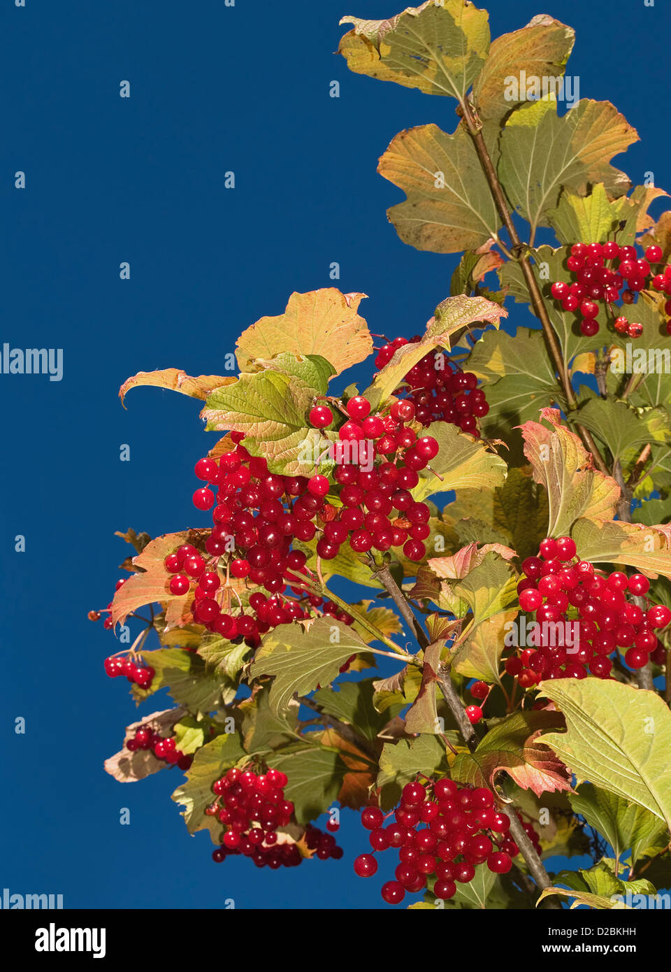 Inedible berries hi-res stock photography and images - Alamy
