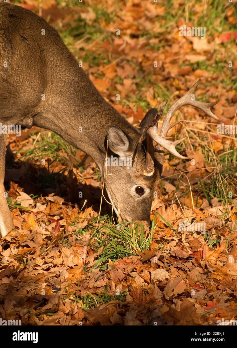 White tailed deer graze in hi-res stock photography and images - Alamy