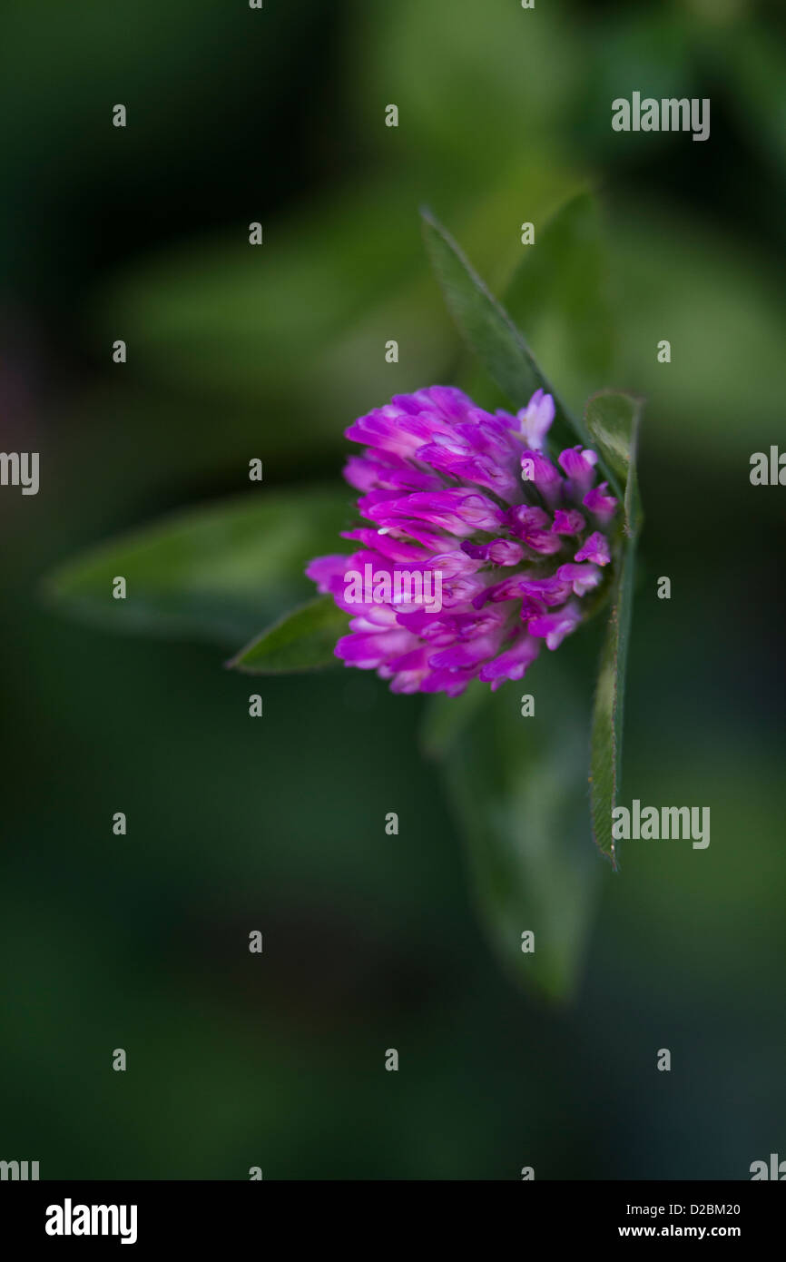 3 leaf clover hi-res stock photography and images - Alamy