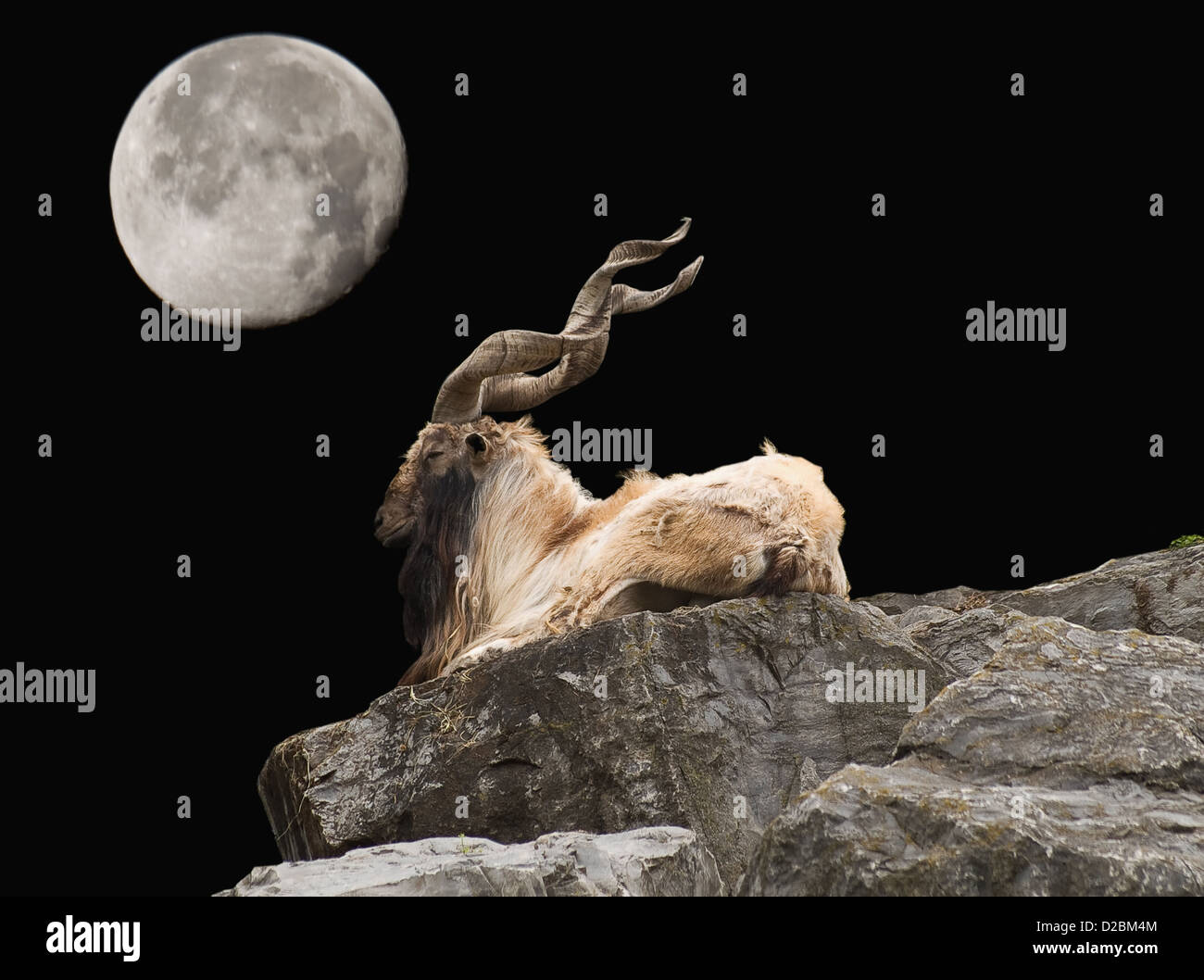 Markhor horns hi-res stock photography and images - Alamy