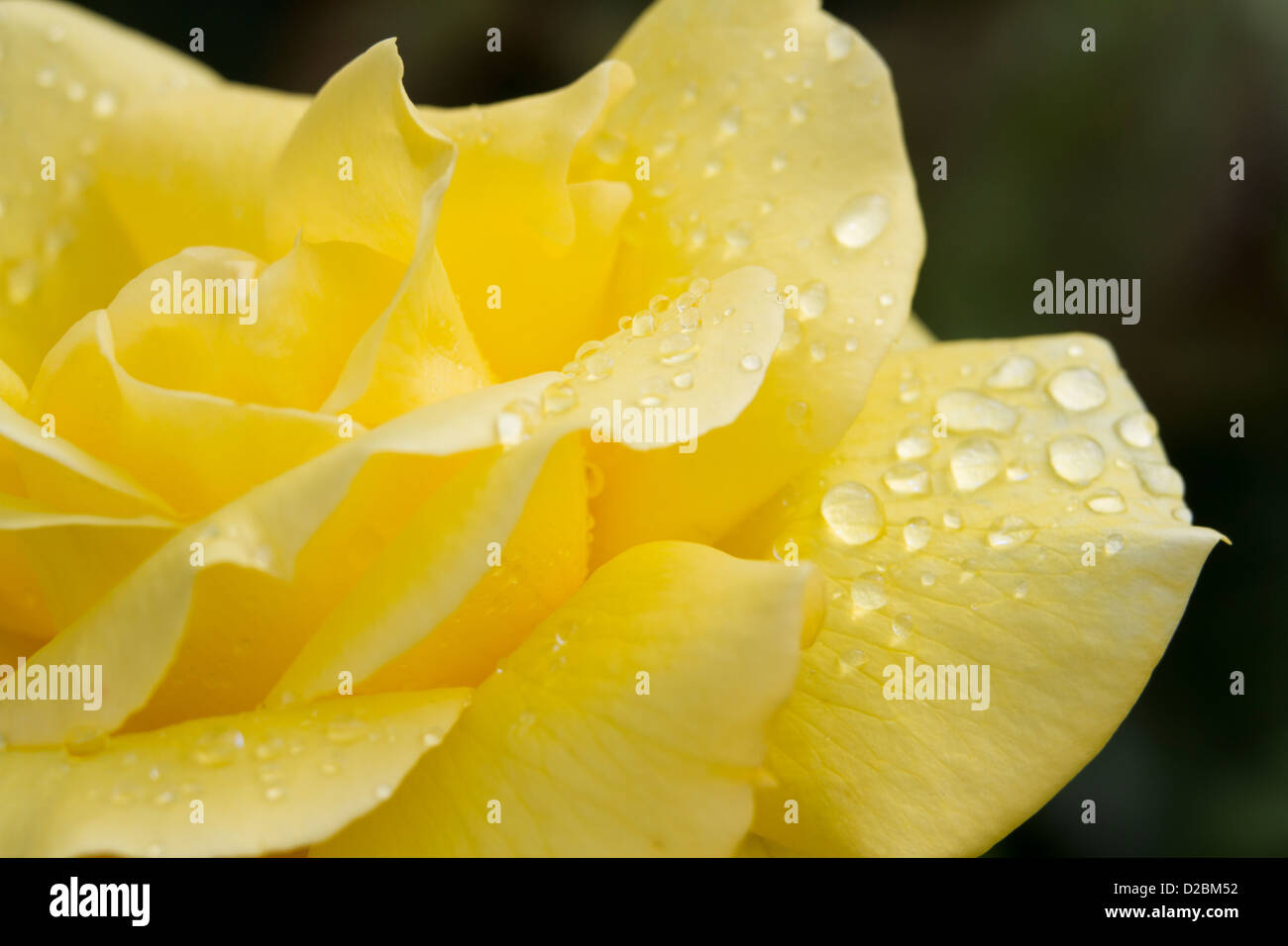 Soft yellow color hi-res stock photography and images - Alamy