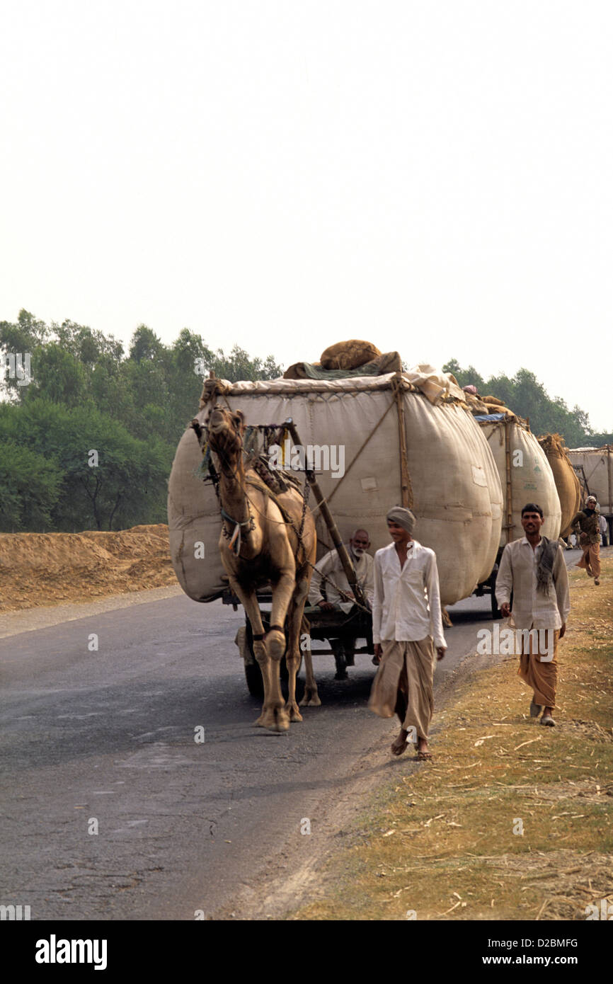 Taj mahal with camel caravan hi-res stock photography and images - Alamy
