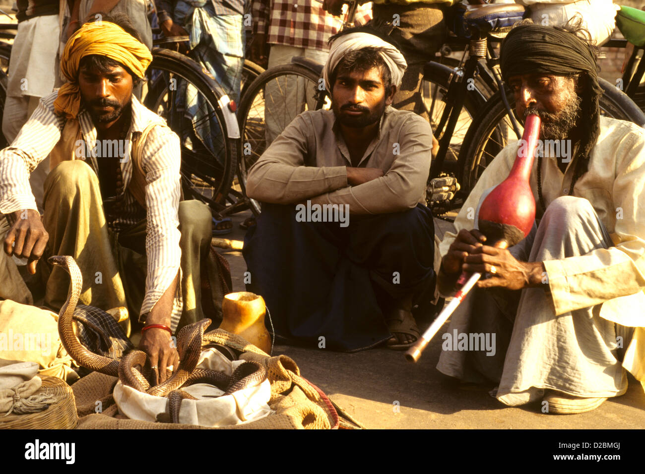 Snakes of india hi-res stock photography and images - Alamy