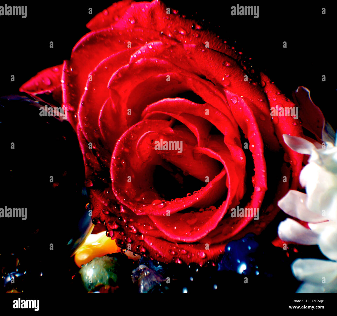 rose and crystal ball Stock Photo - Alamy
