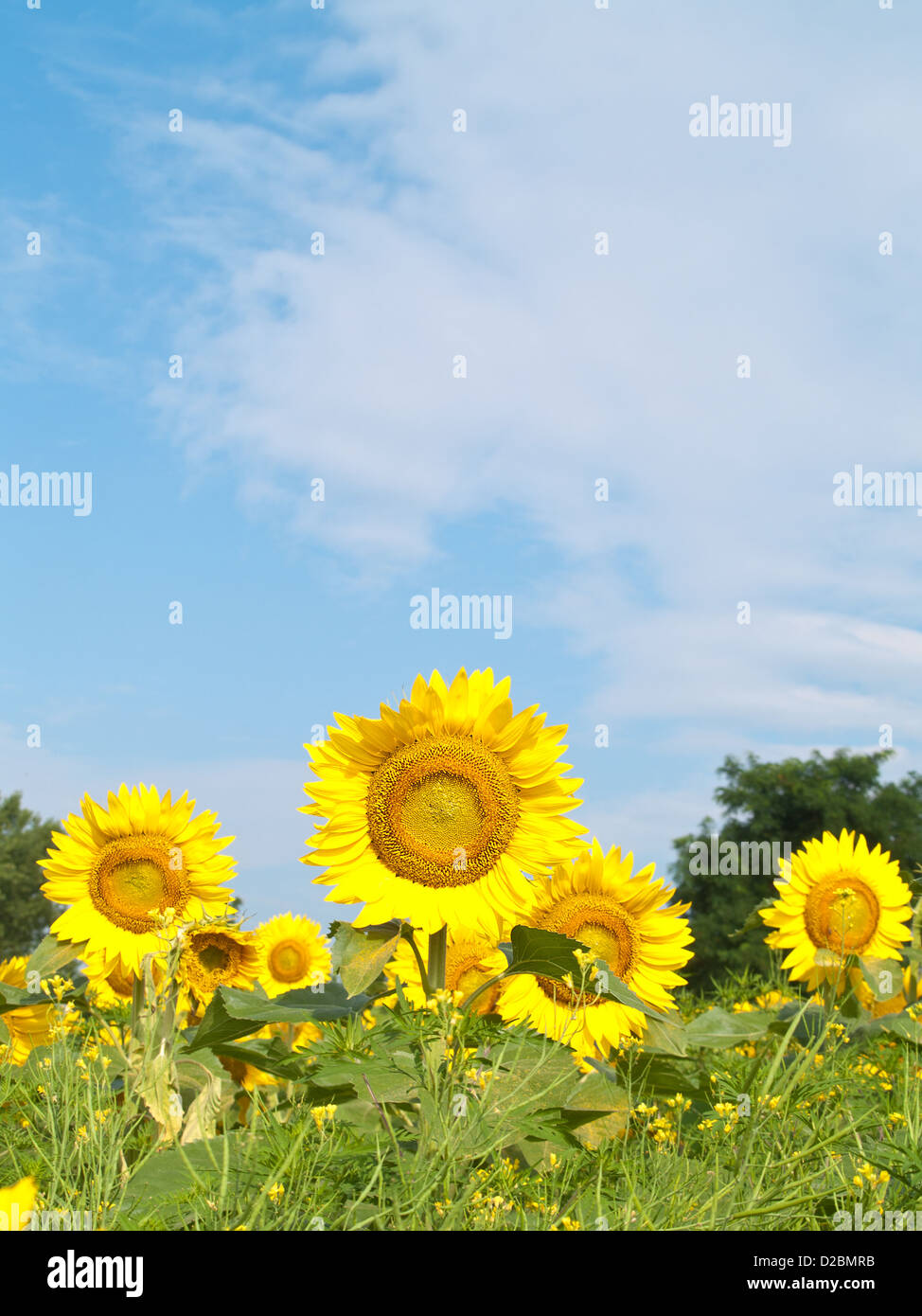 sunflowers and sky Stock Photo - Alamy