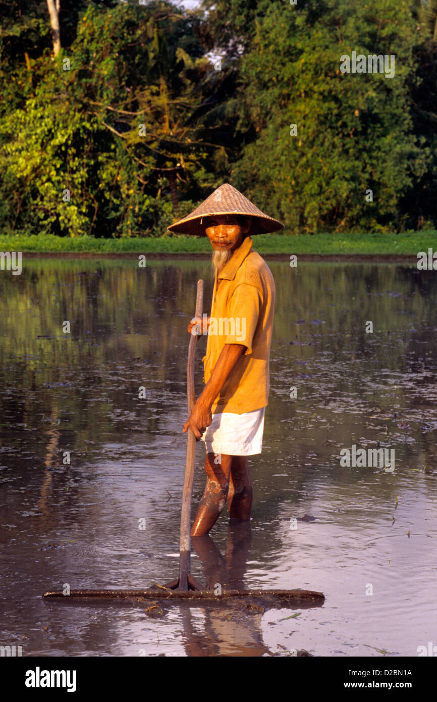 Indonesia. Bali. Rice Paddy Farmer Stock Photo - Alamy