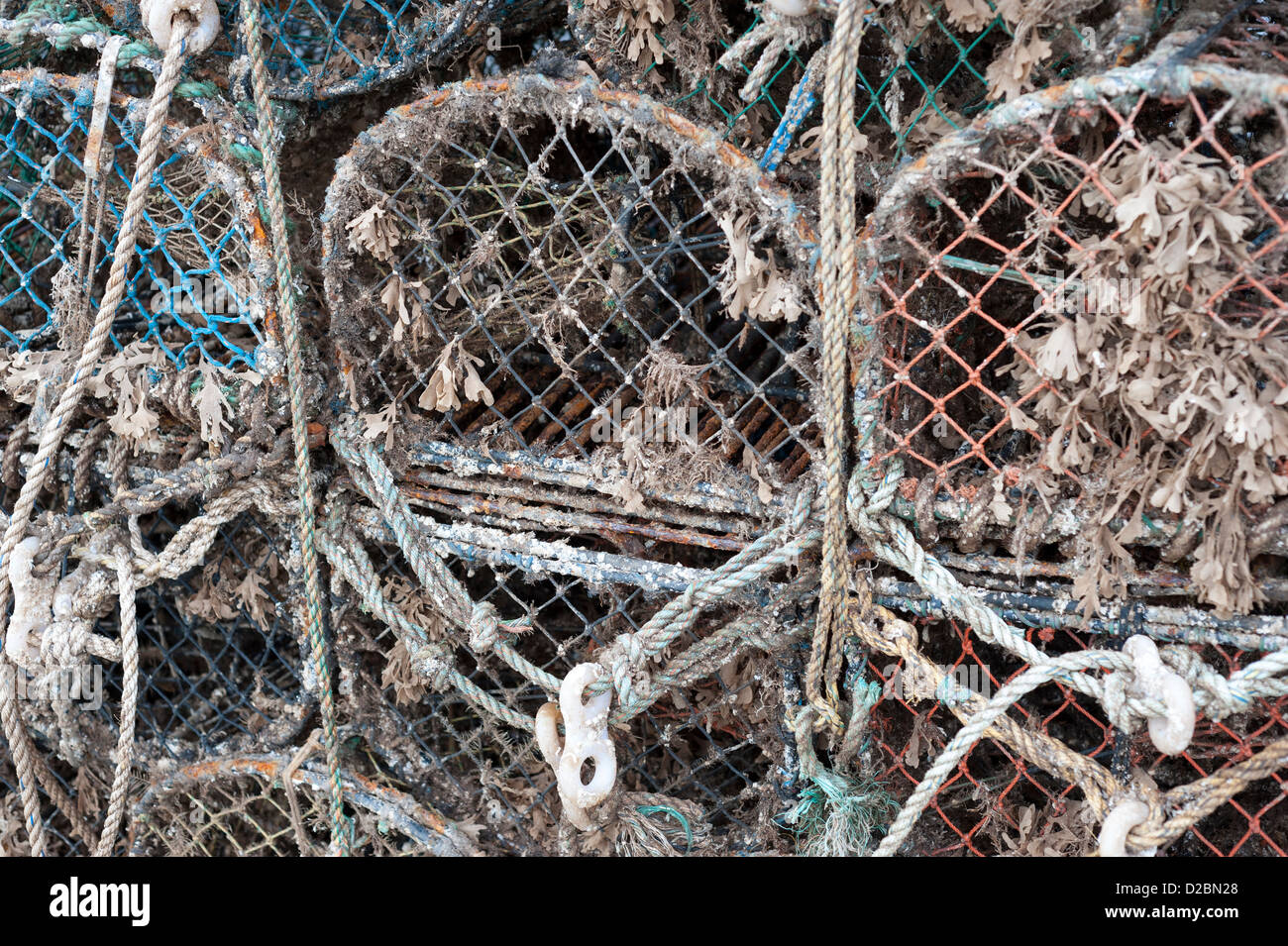 Crab lobster pot fishing hi-res stock photography and images - Alamy