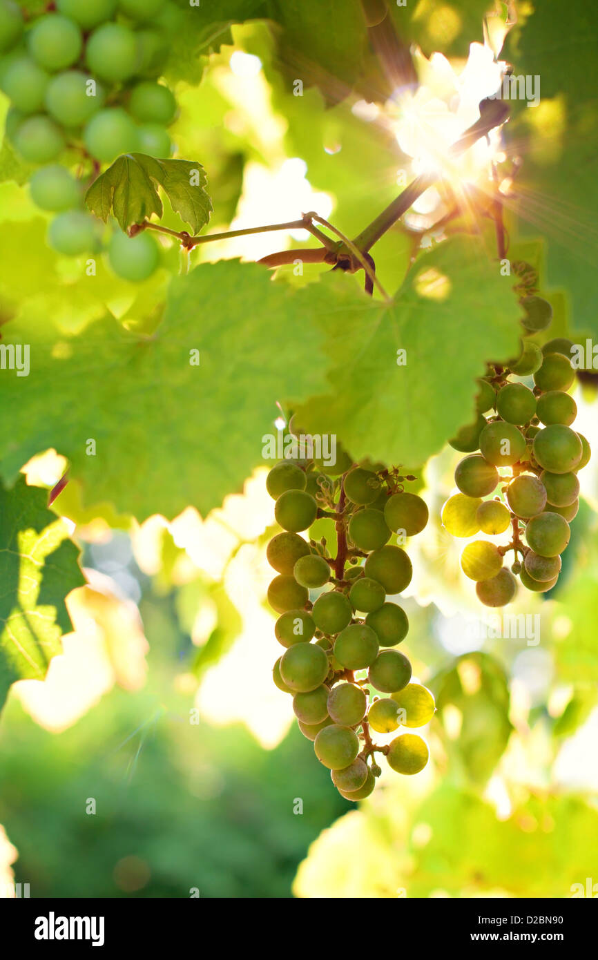 Grape Yield High Resolution Stock Photography and Images - Alamy
