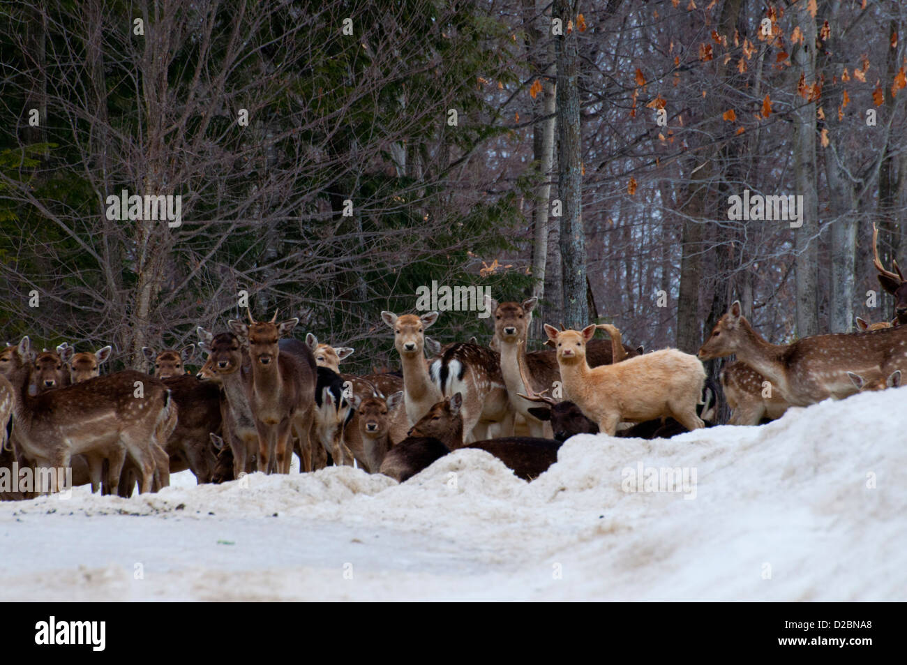 A herd of Fallow Deer Stock Photo - Alamy