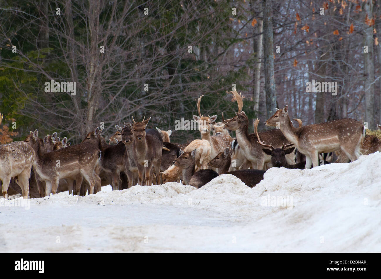 A herd of Fallow Deer Stock Photo - Alamy