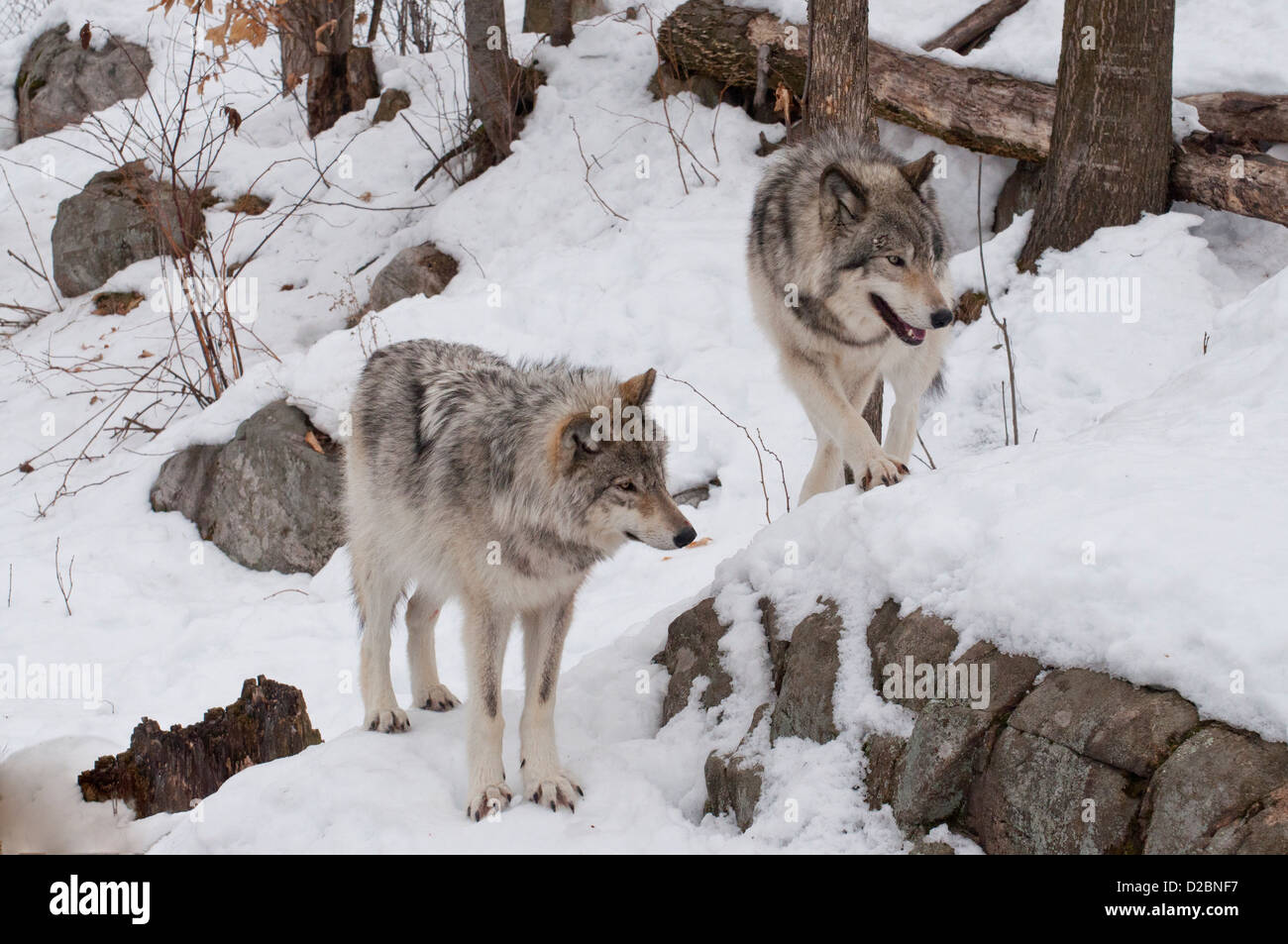 A pair of Timber Wolves in winter Stock Photo - Alamy