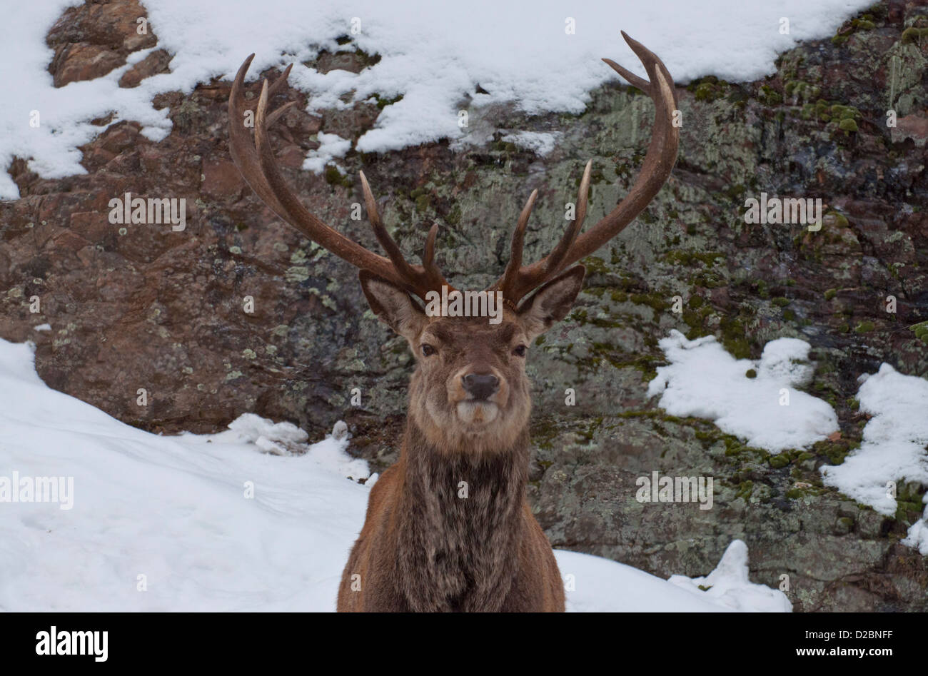 Red deer stag up hi-res stock photography and images - Alamy