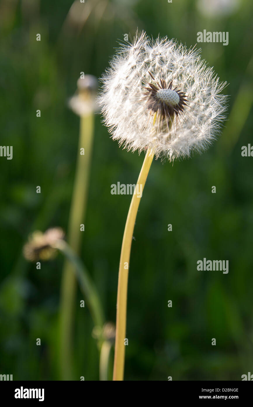 Dandelion in white fluff Stock Photo - Alamy