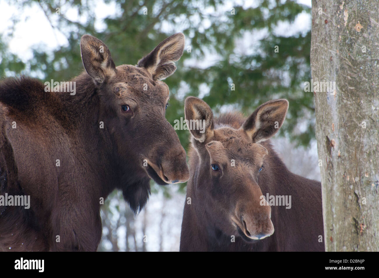 A pair of young Moose Stock Photo - Alamy
