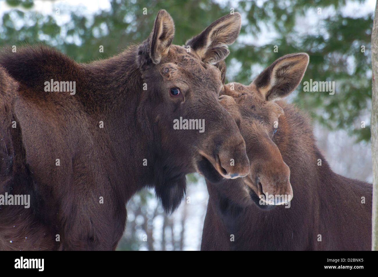 A pair of young Moose Stock Photo - Alamy