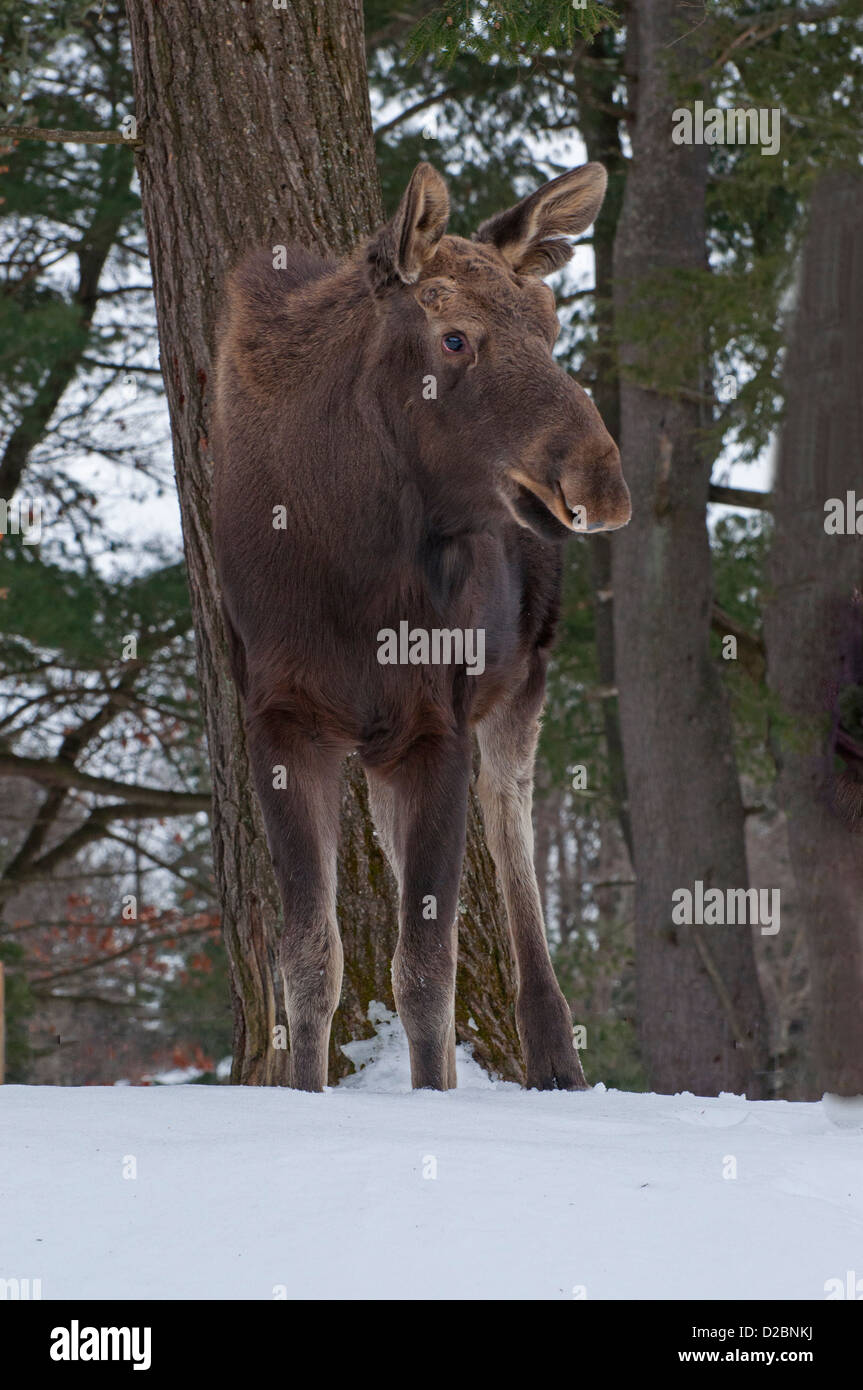 A Moose in winter Stock Photo - Alamy