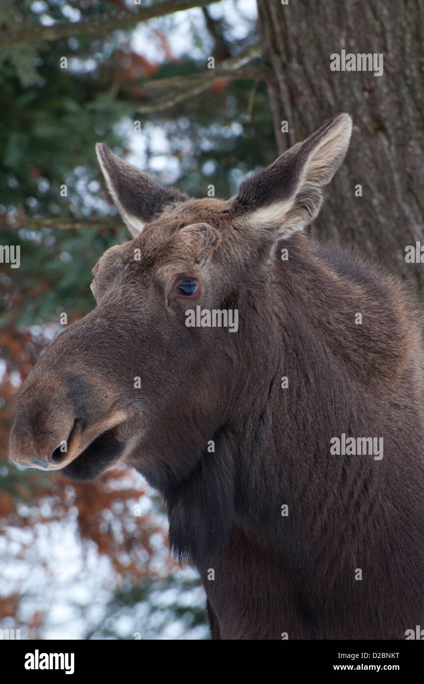 Moose quebec hi-res stock photography and images - Alamy