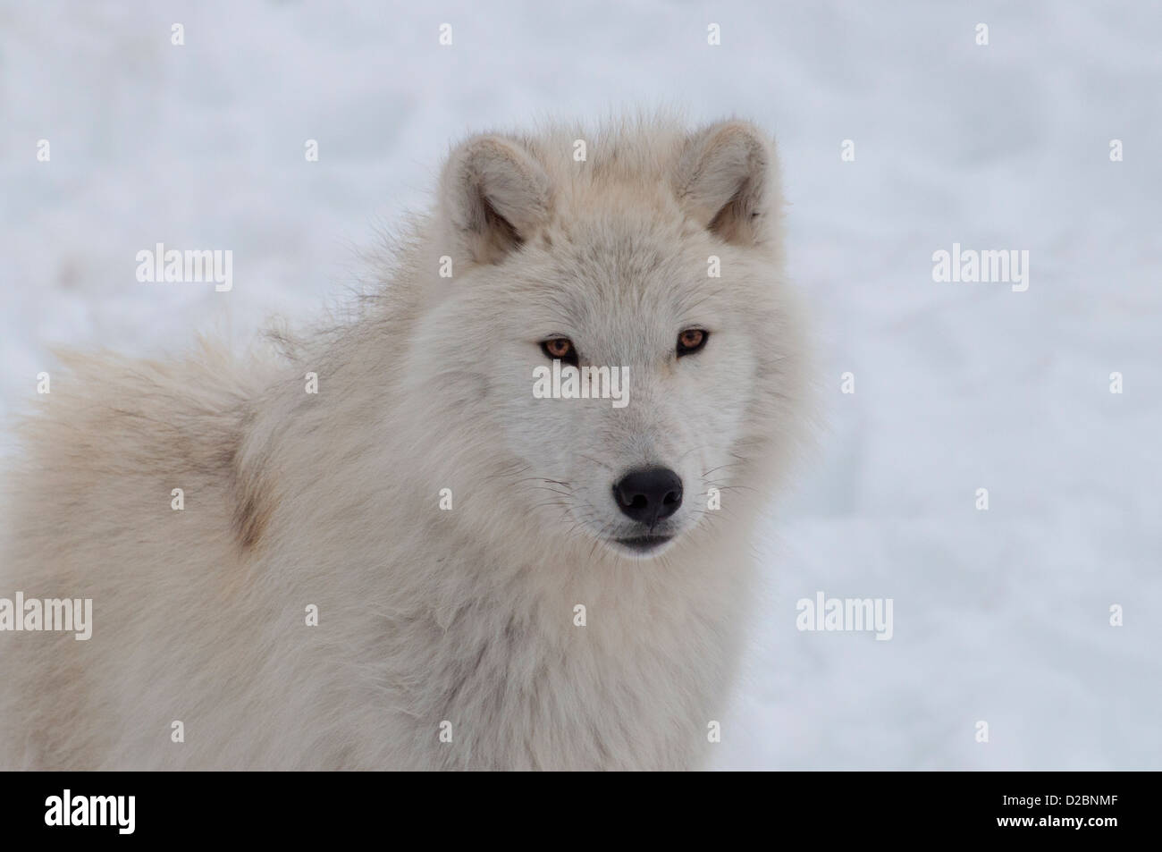 An Arctic Wolf Stock Photo - Alamy