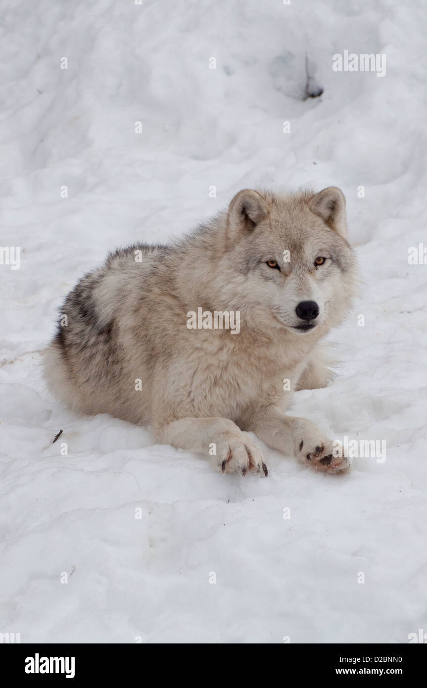 An Arctic Wolf Stock Photo - Alamy
