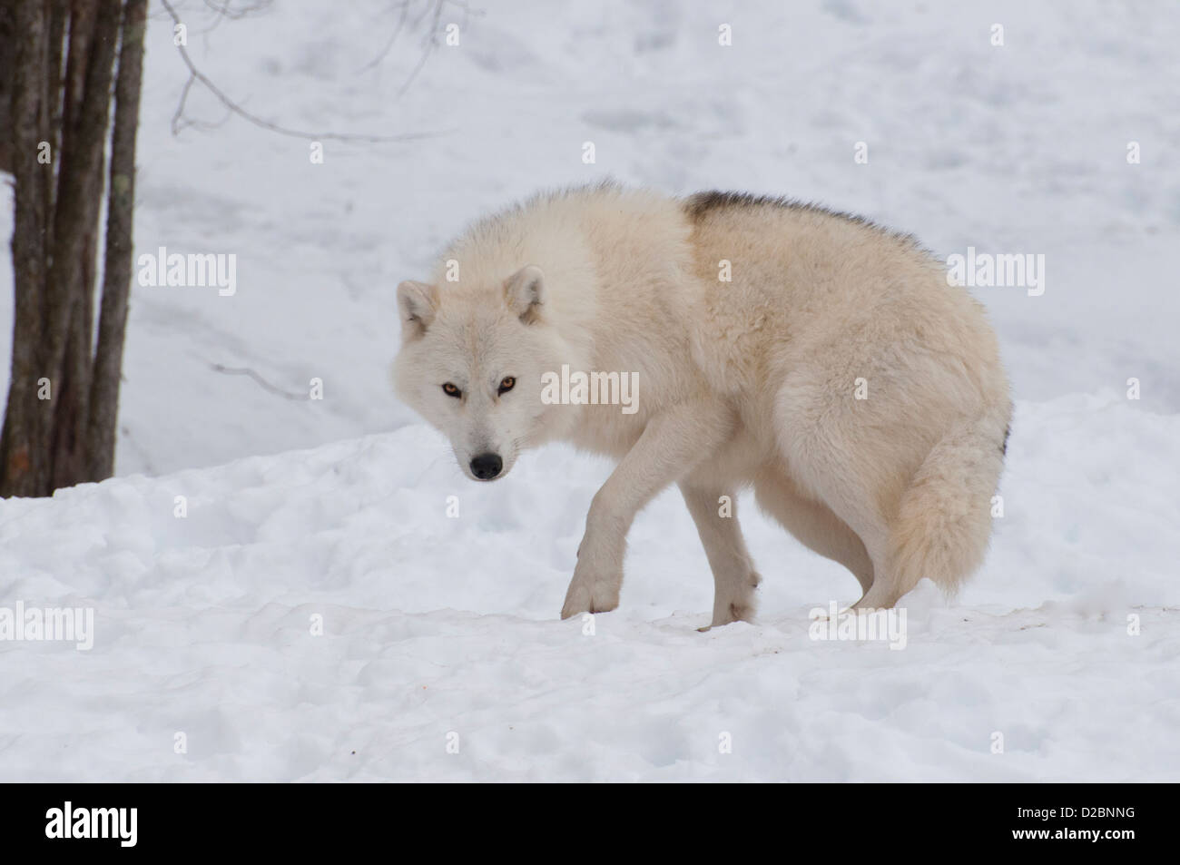 An Arctic Wolf Stock Photo - Alamy