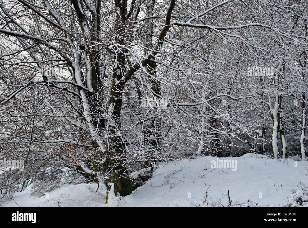 Bark snow hi-res stock photography and images - Alamy