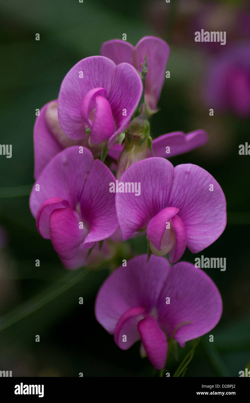 Purple sweetpeas hi-res stock photography and images - Alamy