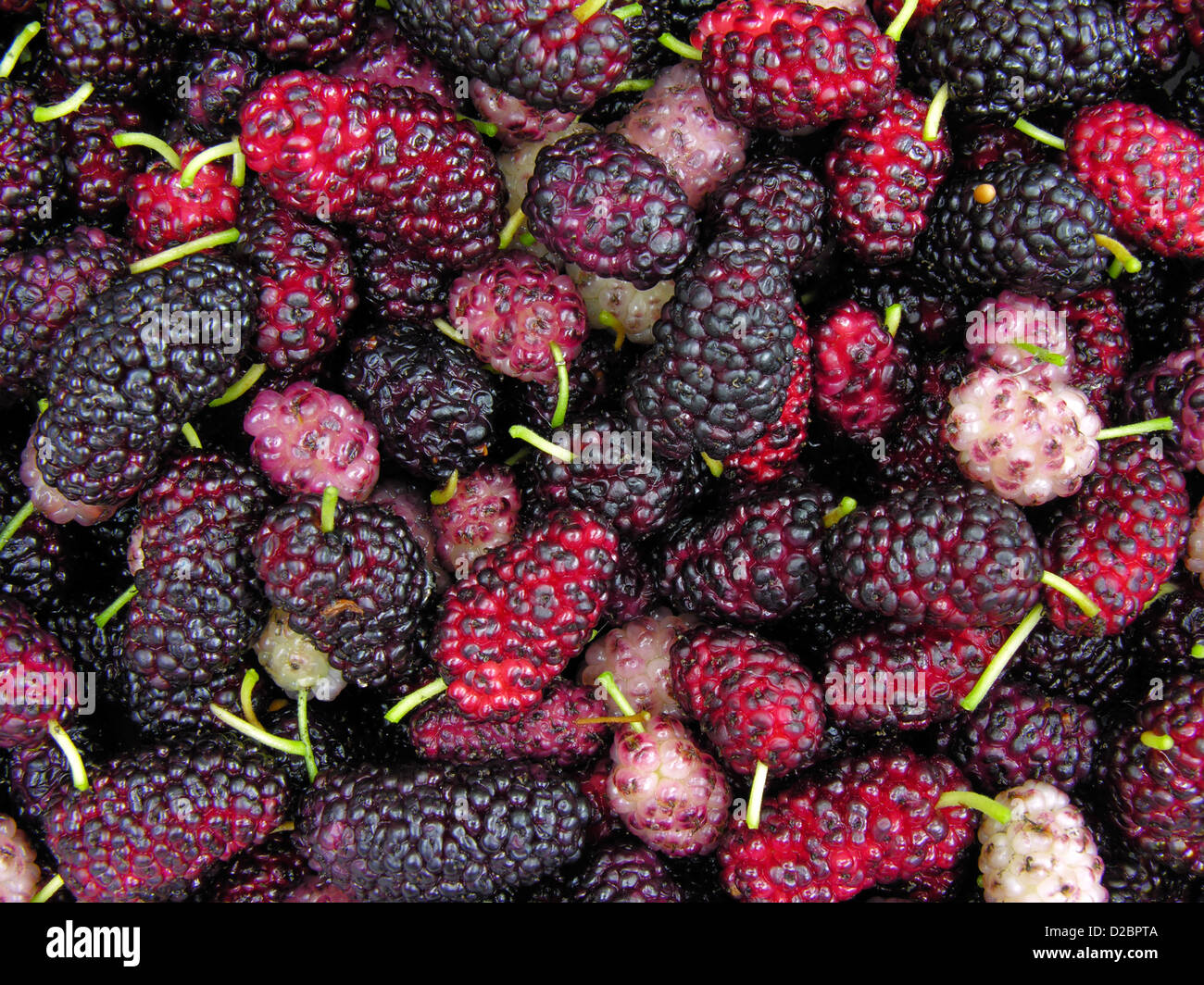 close-up of the fresh mulberry Stock Photo - Alamy