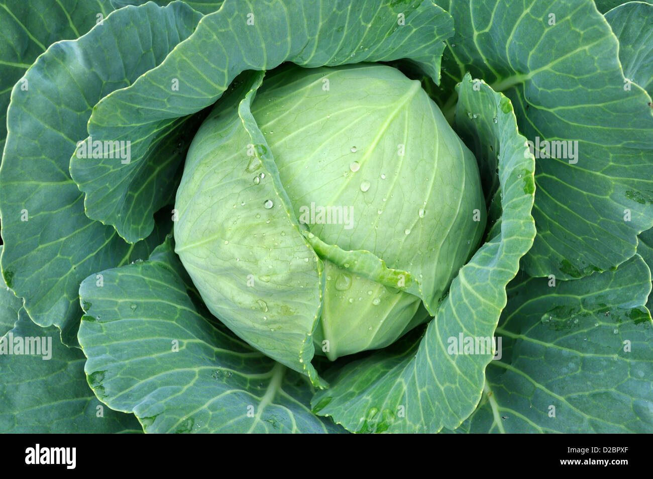 Single cabbage leaf hi-res stock photography and images - Alamy