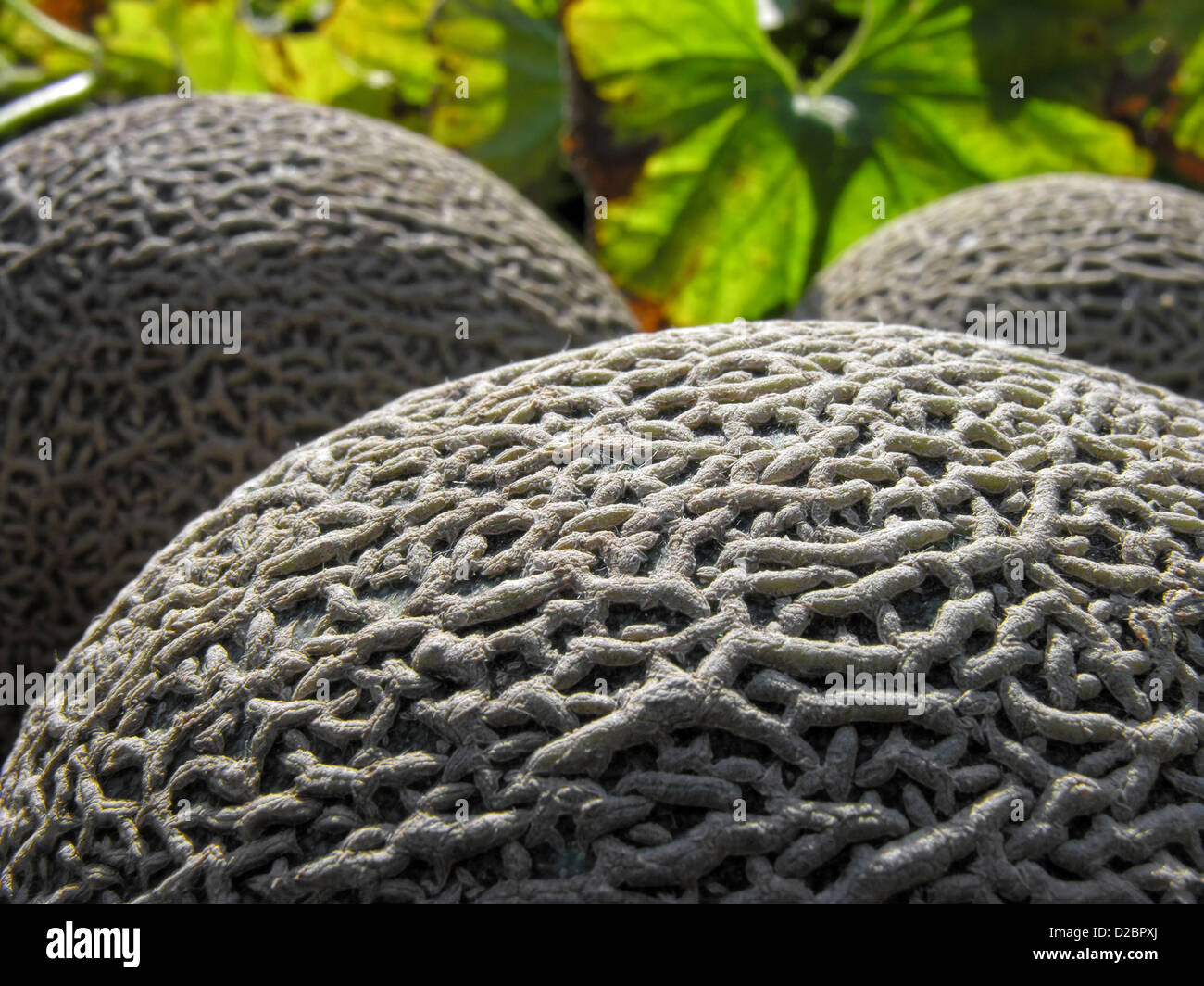 Muskmelon field hi-res stock photography and images - Alamy