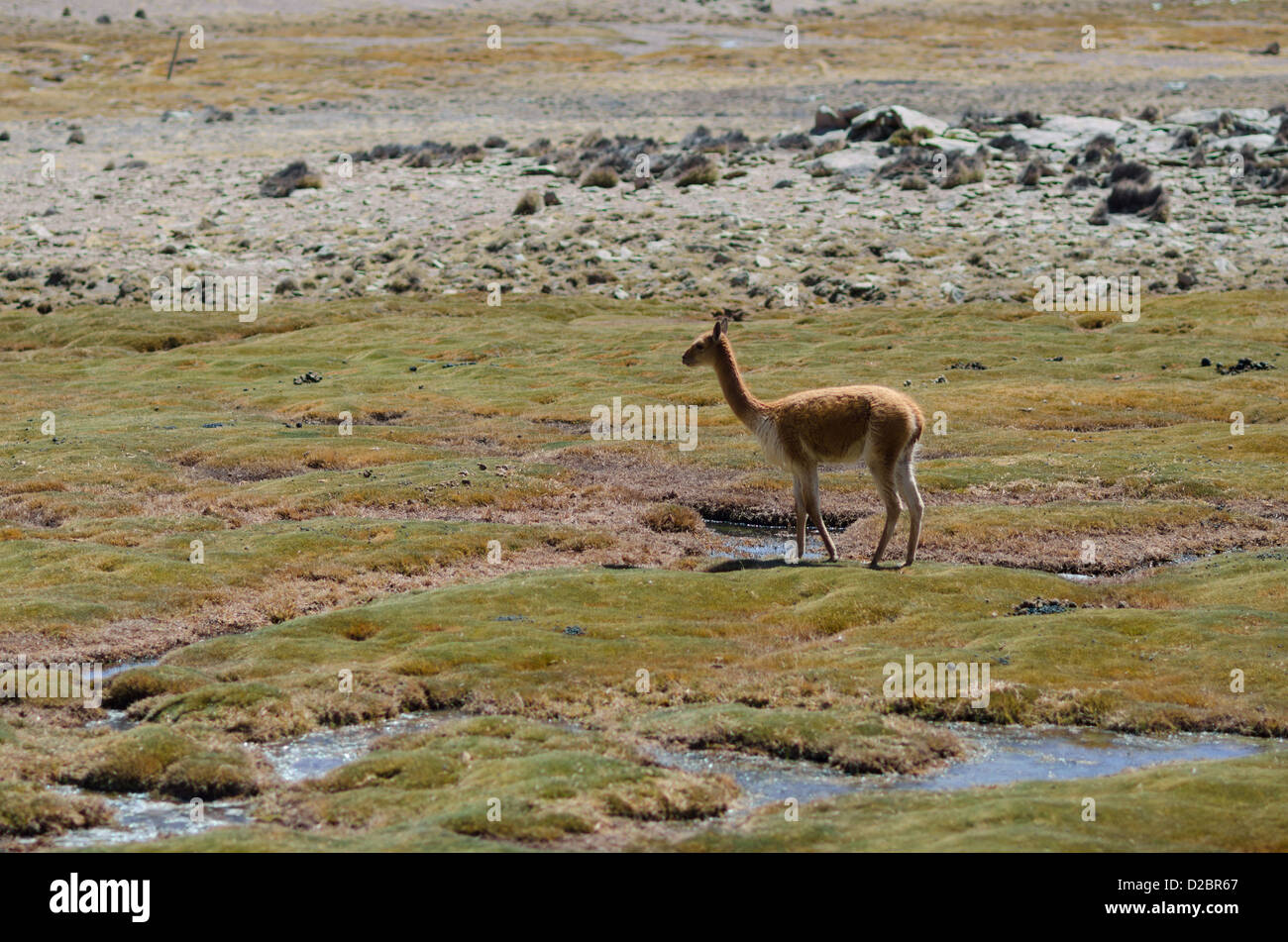 Vicunas running hi-res stock photography and images - Alamy