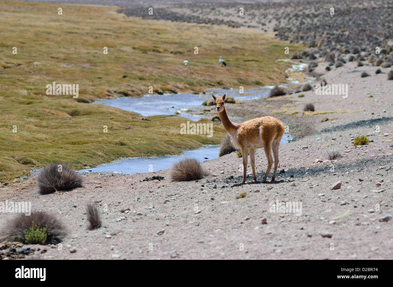 Vicunas in Lauca National Park, Chile Stock Photo - Alamy