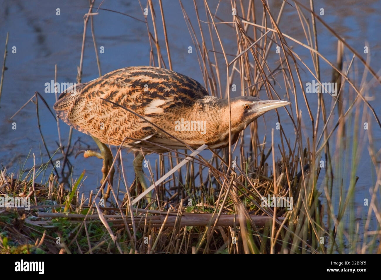 Walking through the reeds hi-res stock photography and images - Alamy