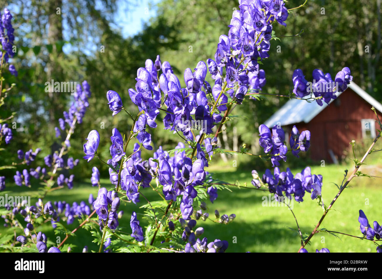 Blue flowers and a barn in background Stock Photo - Alamy