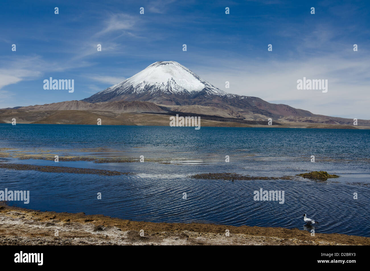 Parinacota Volcano in Lauca National Park, Chile Stock Photo - Alamy