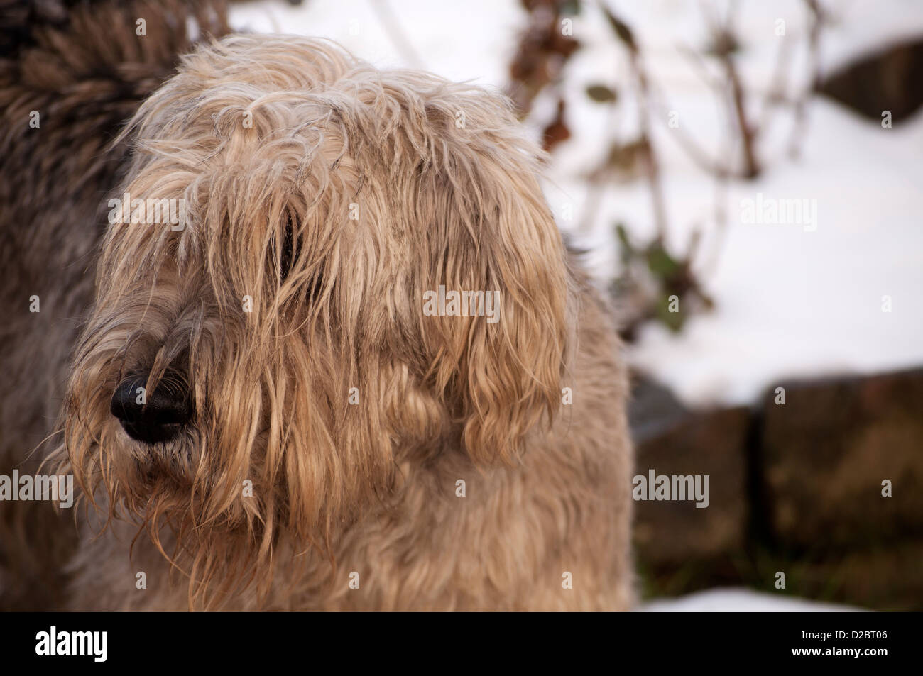 Ugliest dog hi-res stock photography and images - Alamy