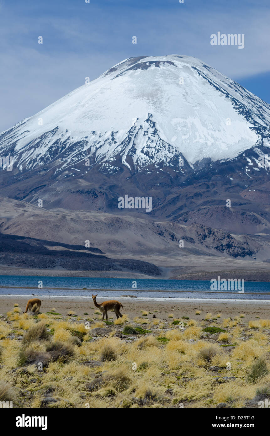Parinacota Volcano with Vicunas in Lauca National Park, Chile Stock ...