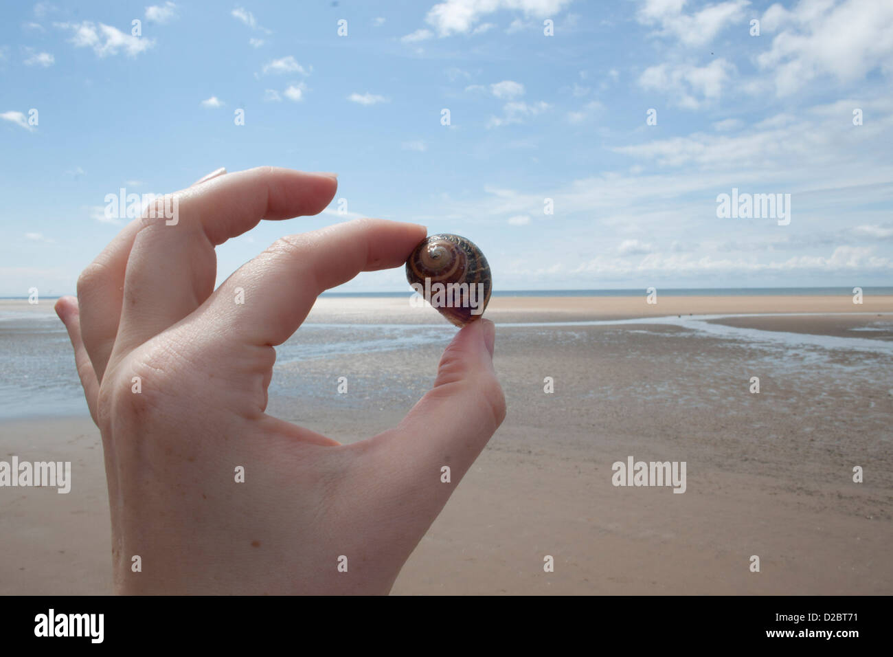 Hand holding a shell on the beach Stock Photo - Alamy