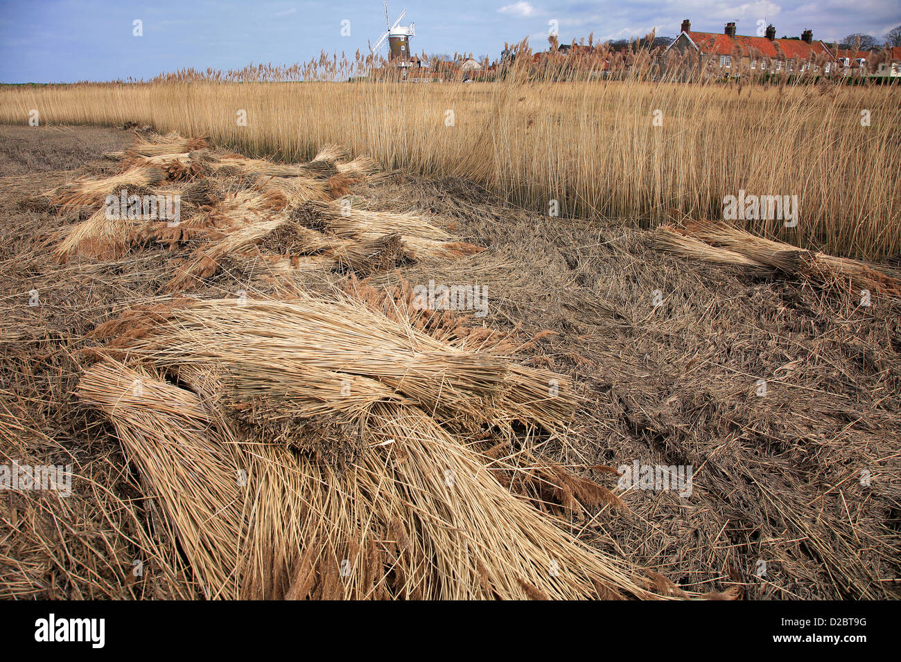 A view over reed beds to Cley Windmill, in the small Norfolk village of ...