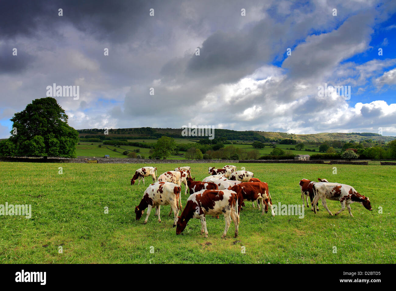 heard of cows under Longstone Edge, Little Longstone village, Peak ...