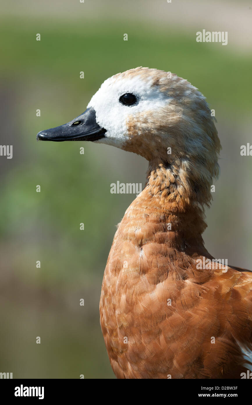 Ruddy Face Stock Photos & Ruddy Face Stock Images - Alamy