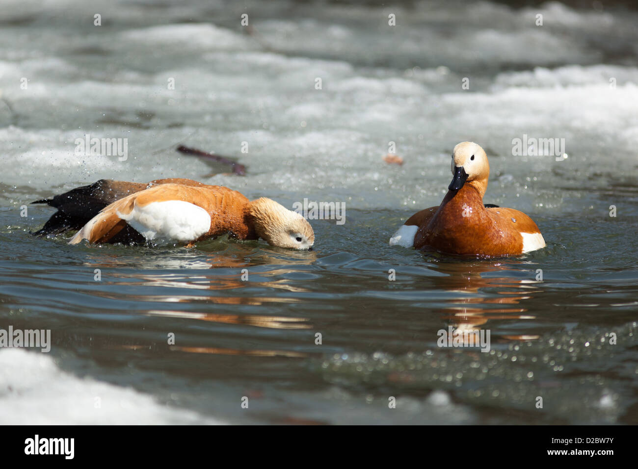 Ruddy shelduck pair hi-res stock photography and images - Alamy