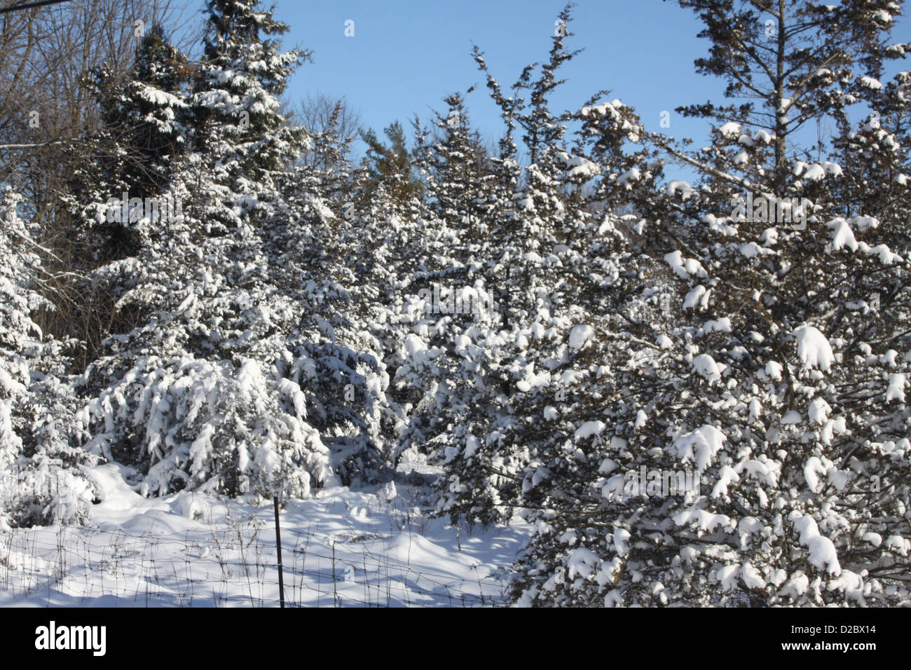 Snow covering fir trees in a small forested area, next to a rural ...